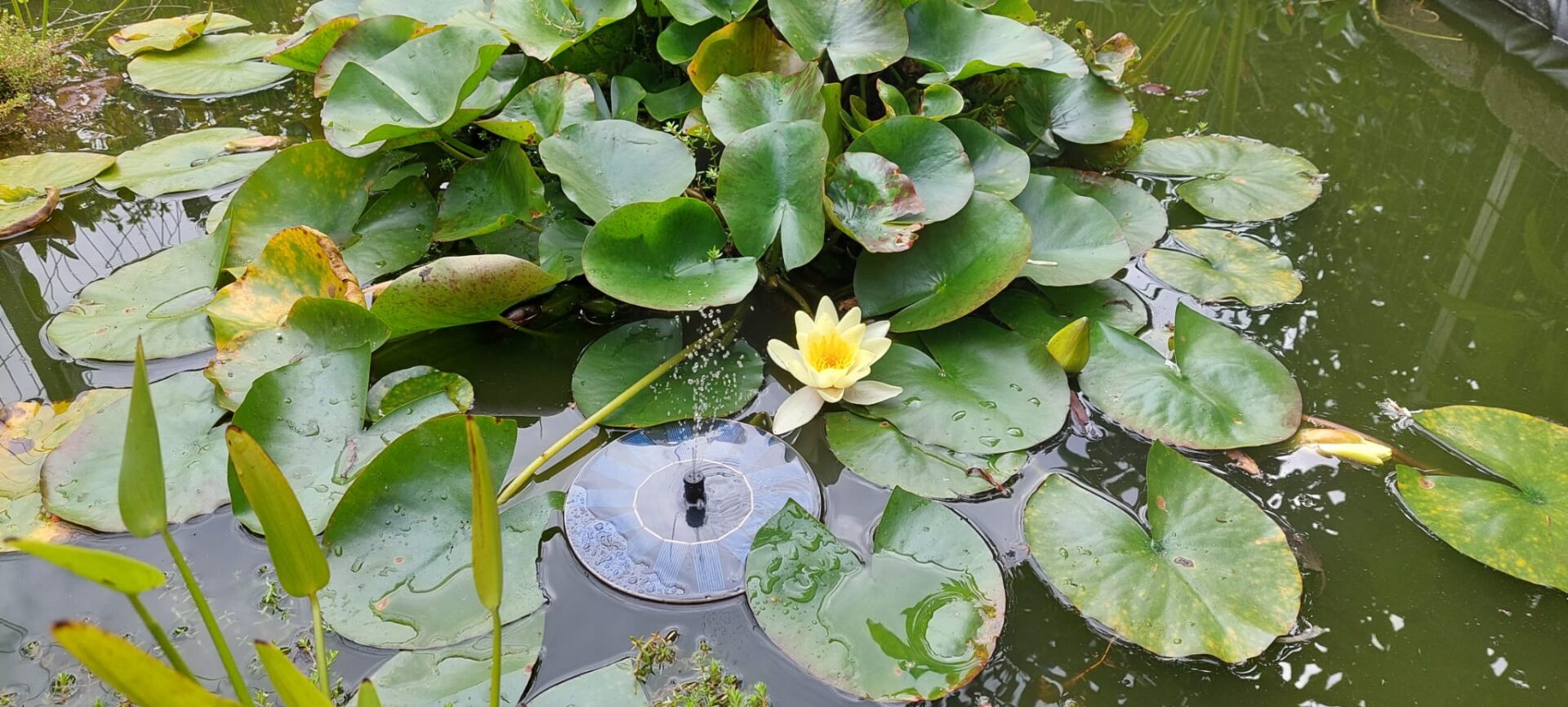 Fontein op zonne-energie van Action: top of flop? - LindaSchrijft